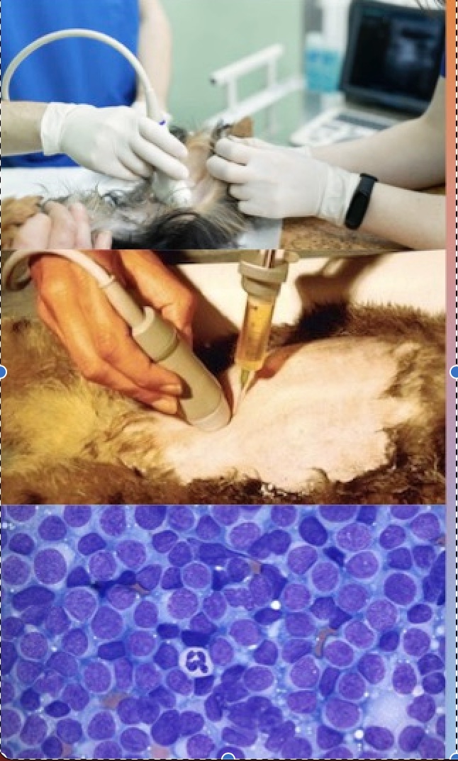 Sound Veterinary Diagnostics – Serving North Florida